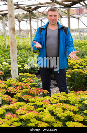 Hydrangea seedlings in pots. Flowers in a modern greenhouse. Greenhouses for growing flowers ...