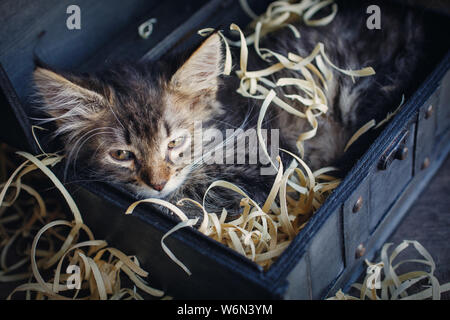 Young fluffy kitten in the chest Stock Photo - Alamy