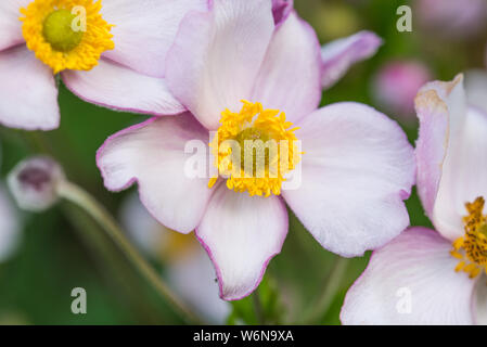pink garden anemone flowers closeup Stock Photo - Alamy