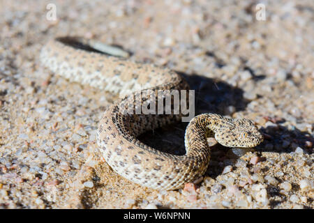 Viper head skeleton Stock Photo - Alamy