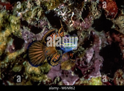 Mandarin Fish, Synchiropus splendidus, Micronesia, Pacific Ocean, Yap ...