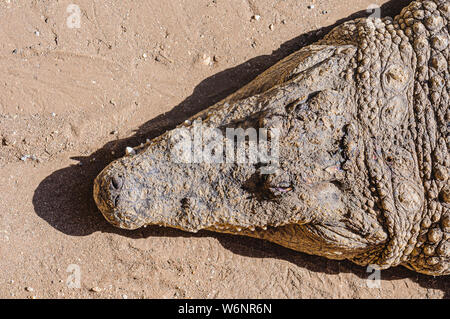 Osteoderms on the armoured skin on the back of a very large male Nile ...