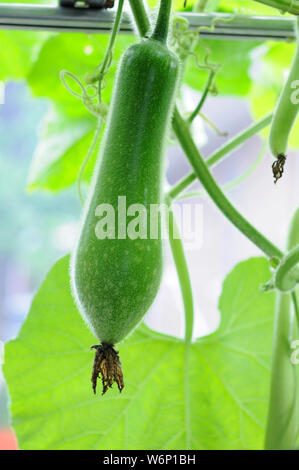 young winter melon on its tree Stock Photo - Alamy