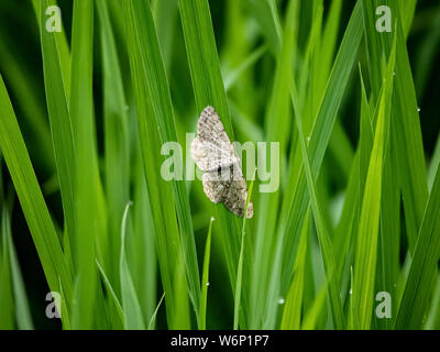 A small engrailed moth rests on a blade of green rice in a Japanese ...
