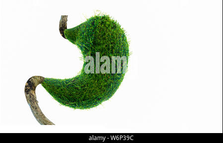 The human stomach is strong. The internal organs are shaped by green ...