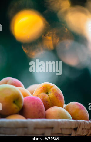 Ripe apricots on bokeh background. Apricots on the basket with natural ...