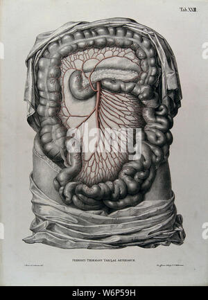 Mesentery anatomy, illustration. The mesentery is an organ in the ...