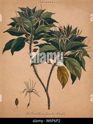 Cinchona (Jesuit's or Peruvian Bark). Source of quinine. Used as ...