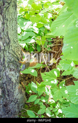 Red squirrel clinging to the trunk of a pine looking directly at the ...