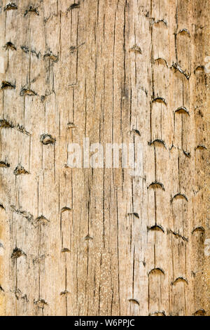 High quality bark closeup background and texture ( wood texture Stock ...
