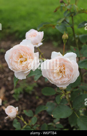Peach english rose Stock Photo - Alamy