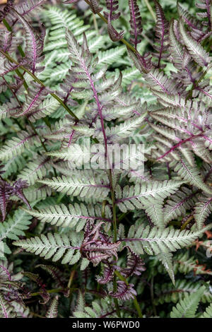 Japanese painted fern (Athyrium niponicum var. pictum 'Ursula's Red ...