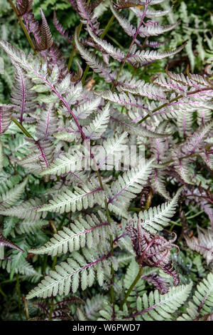 Athyrium niponicum "Red Beauty", Red Japanese Painted Fern Stock Photo ...