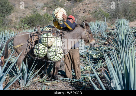 A jimador loads blue agave pineapple-like cores into a basket carried ...