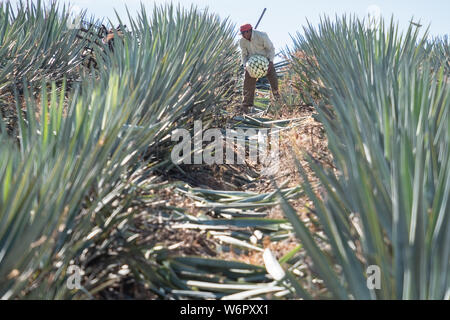 Worker in blue agave field in Tequila, Jalisco, Mexico Stock Photo - Alamy