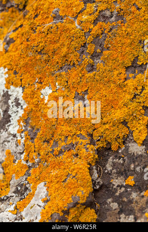 Different types of lichens on a rock surface Stock Photo - Alamy