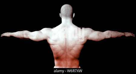 Human Body Presentation Background for Medical Anatomy Art Stock Photo ...