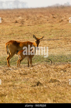 Fermale and Baby of Puku (Kobus vardonii), African antelope. Busanga ...