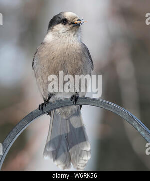 Canada jay (Perisoreus canadensis) eating seeds in the snow on the ...