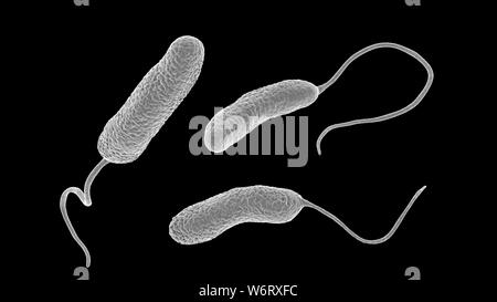 Computer illustration of Ideonella sakaiensis bacteria degrading a ...