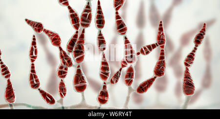 Filamentous allergenic fungus Alternaria alternata, computer ...