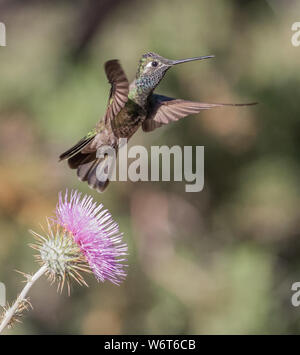 A Female Magnificent Hummingbird Stock Photo - Alamy