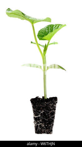 young opo squash tree isolated on white background (Cucurbitaceae ...