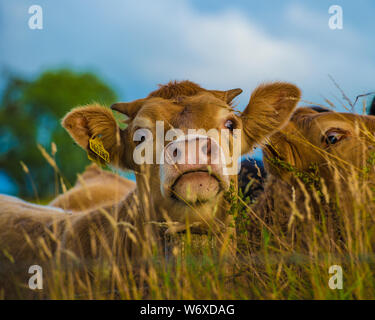 Beef Cattle looking over Hedge in the Cotswolds Stock Photo - Alamy
