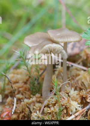 Lyophyllum palustre (Sphagnurus paluster), commonly called the Sphagnum ...