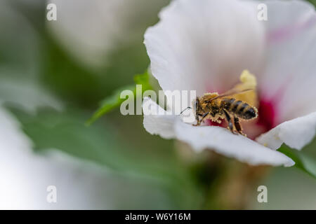 bees collect pollen in flowers Stock Photo - Alamy