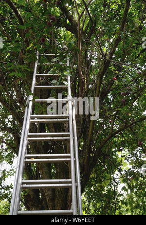 Ladder against a tree Stock Photo: 310110688 - Alamy