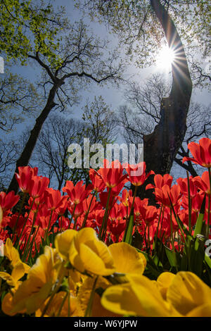 Tulip Festival at Gulhane Park in Istanbul, Turkey Stock Photo - Alamy
