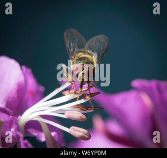 Caterpillars, Alaska, Summer Stock Photo - Alamy