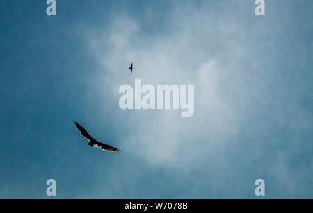 Eagles soaring high Stock Photo - Alamy