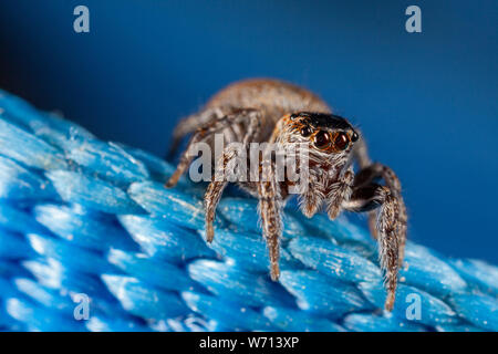 Beautiful spider photographed very close Stock Photo - Alamy