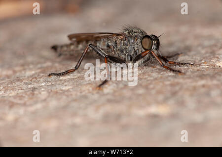 Insects shooting with macro lens Stock Photo - Alamy