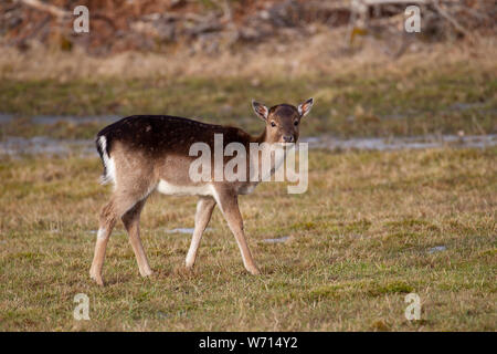 Beautiful Dove deer grazing on a meadow Stock Photo - Alamy