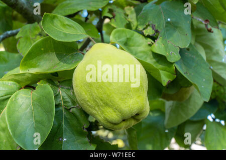 Quince fruit growing Stock Photo - Alamy