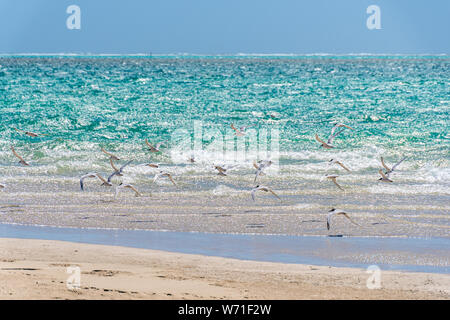 Seagull swarm at the beach of Coral Bay in front of the turquoise ...