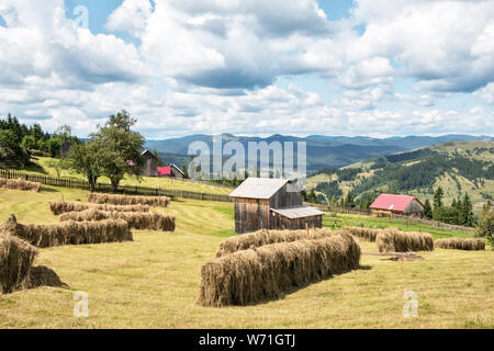 Drying hay on wooden fences in fields near Moldovița, Bucovina ...