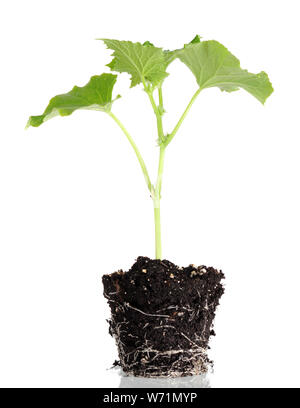 young opo squash tree isolated on white background (Cucurbitaceae ...