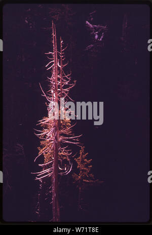 A Western Red Cedar candelabra tree stands in the over-mature forest of ...