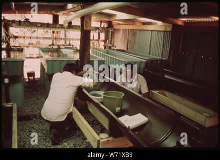 Merwin Wright and Ralph O'Neil examine fish at the CUI-UI Hatchery near ...
