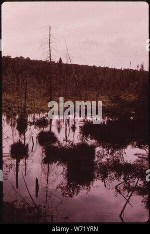 Swamp Spruce Picea mariana Black Spruce Dwarf Form Picea mariana ...