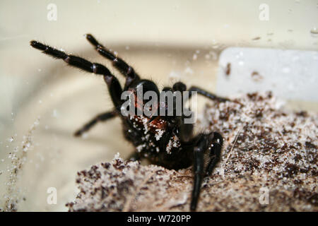 Sydney funnelweb spider (Atrax robustus), probably the world’s most ...