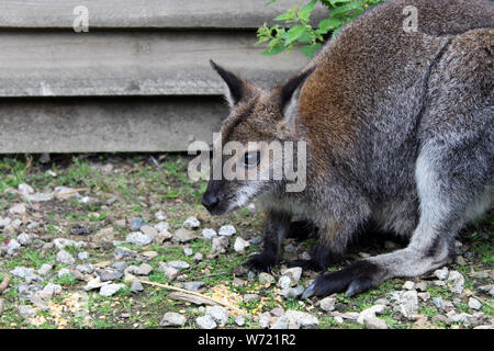 Wallaby with baby eating Stock Photo - Alamy