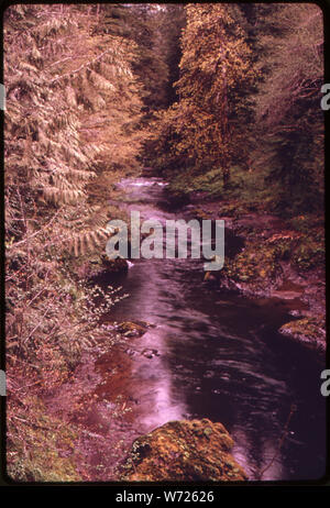 EAST FORK OF THE HUMPTULIPS RIVER IN THE OLYMPIC NATIONAL TIMBERLAND ...