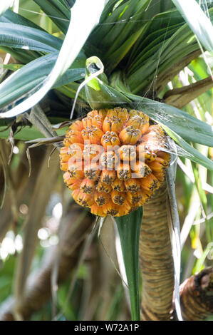 A fully ripe Pandanus fruit. It is grown on a tree in the wet tropical ...