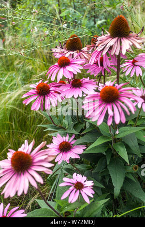 Echinaceas, Flowerheads, Coneflowers Echinacea "Magnus" really big ...