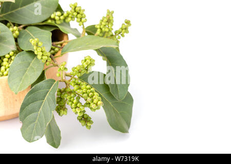 Young green of Thai Blueberry (Thai local fruit), Maoberry or Antidesma ...